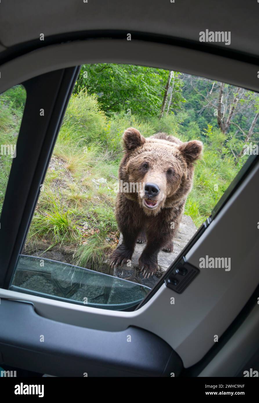 A curious brown bear looks into the camera through the open window of a ...