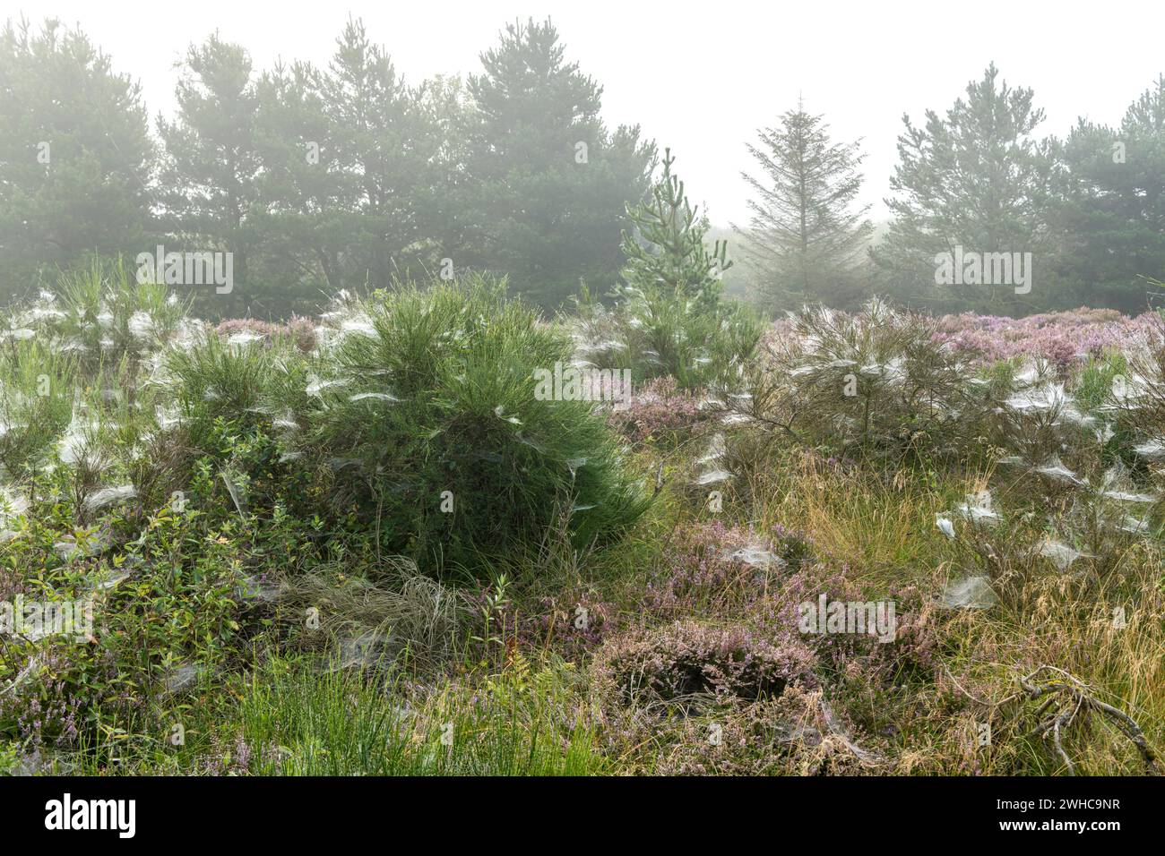 Early morning heath landscape in fog with spider webs and dew, Blabjerg ...