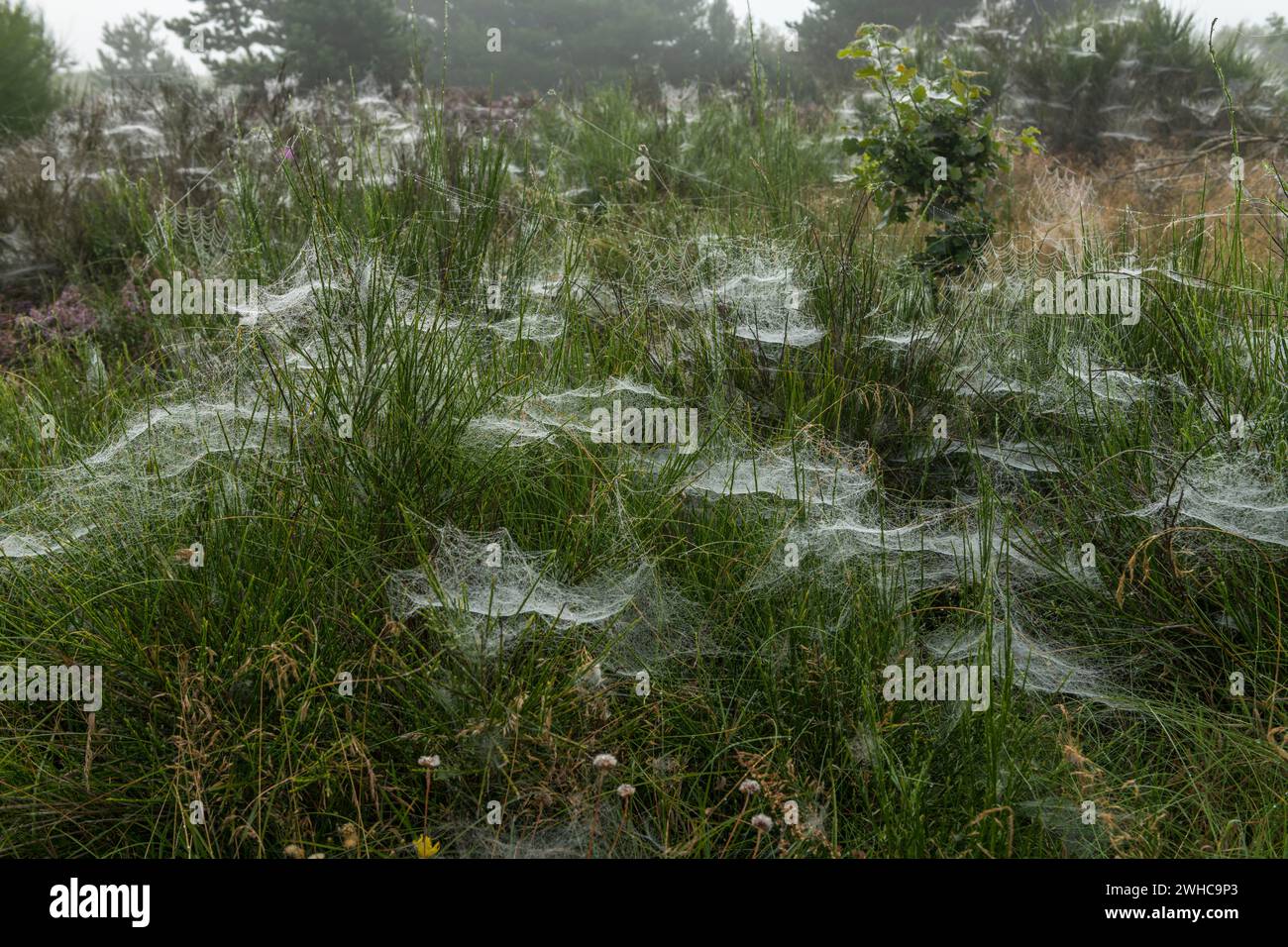 Early morning heath landscape in fog with spider webs and dew, Blabjerg ...