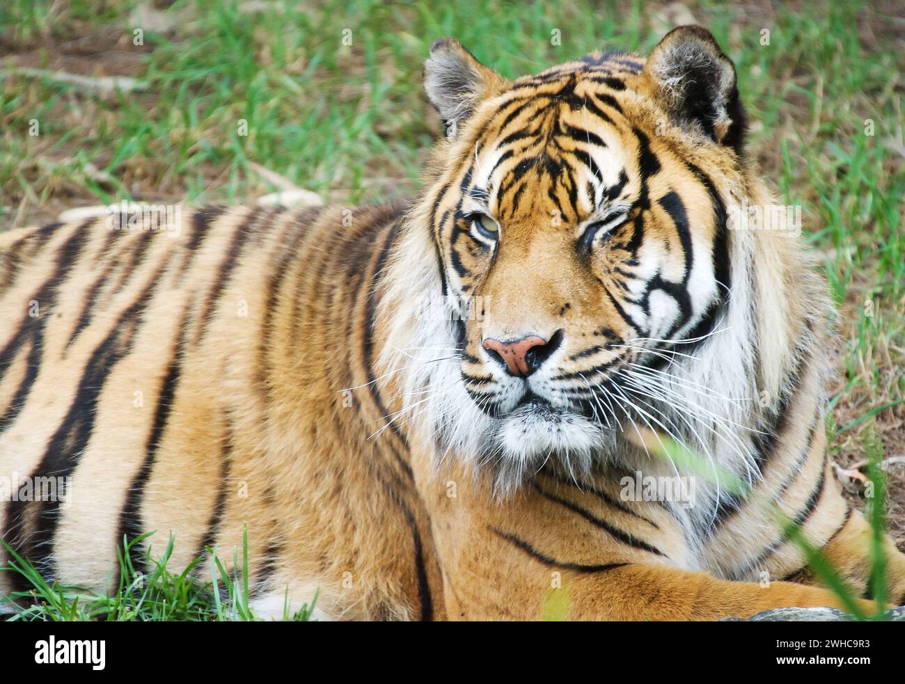 Striped sumatran tiger hi-res stock photography and images - Alamy