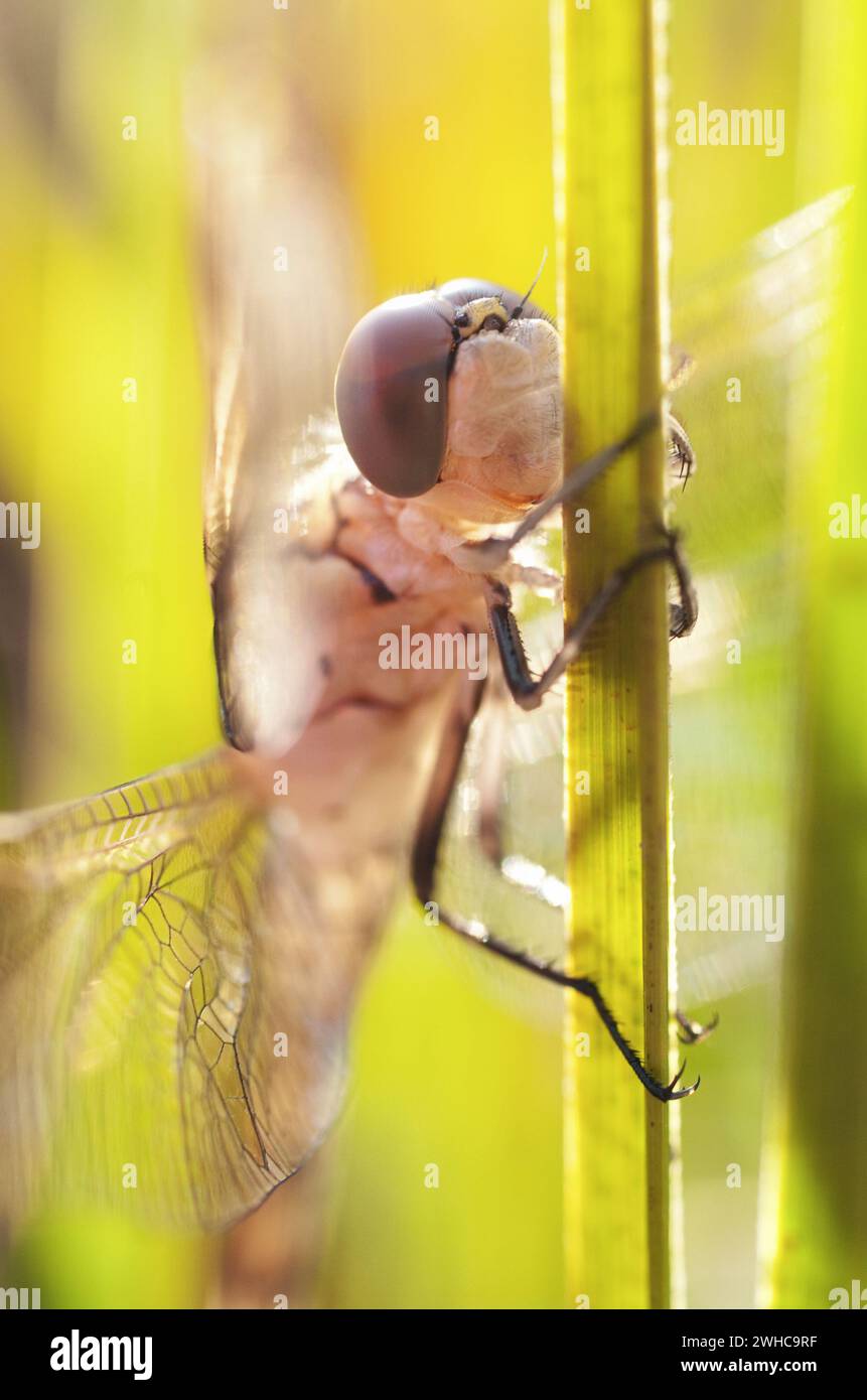 Dragonfly in sun hi-res stock photography and images - Alamy
