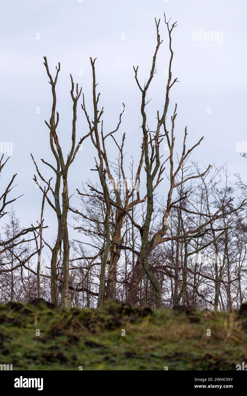 Dead gnarled trees, Sundische Wiese moor landscape in the Vorpommersche ...
