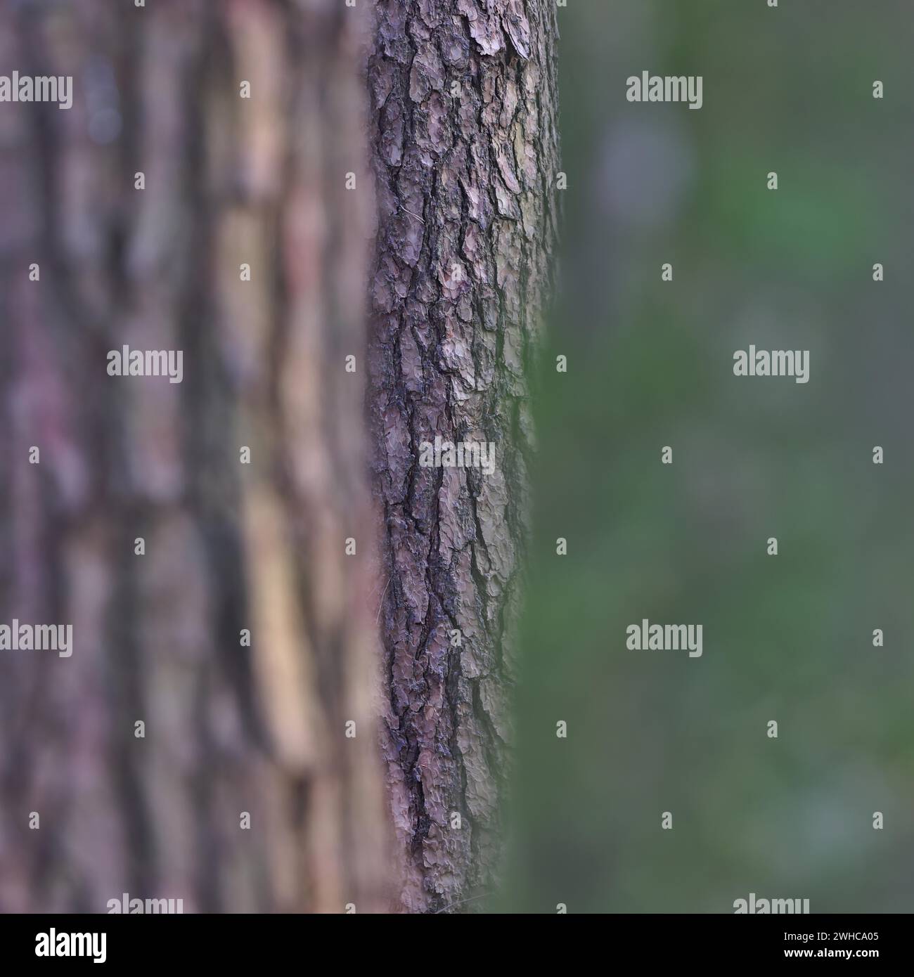 Three tree trunks, Scots pine and beech, detail, play with depth of ...