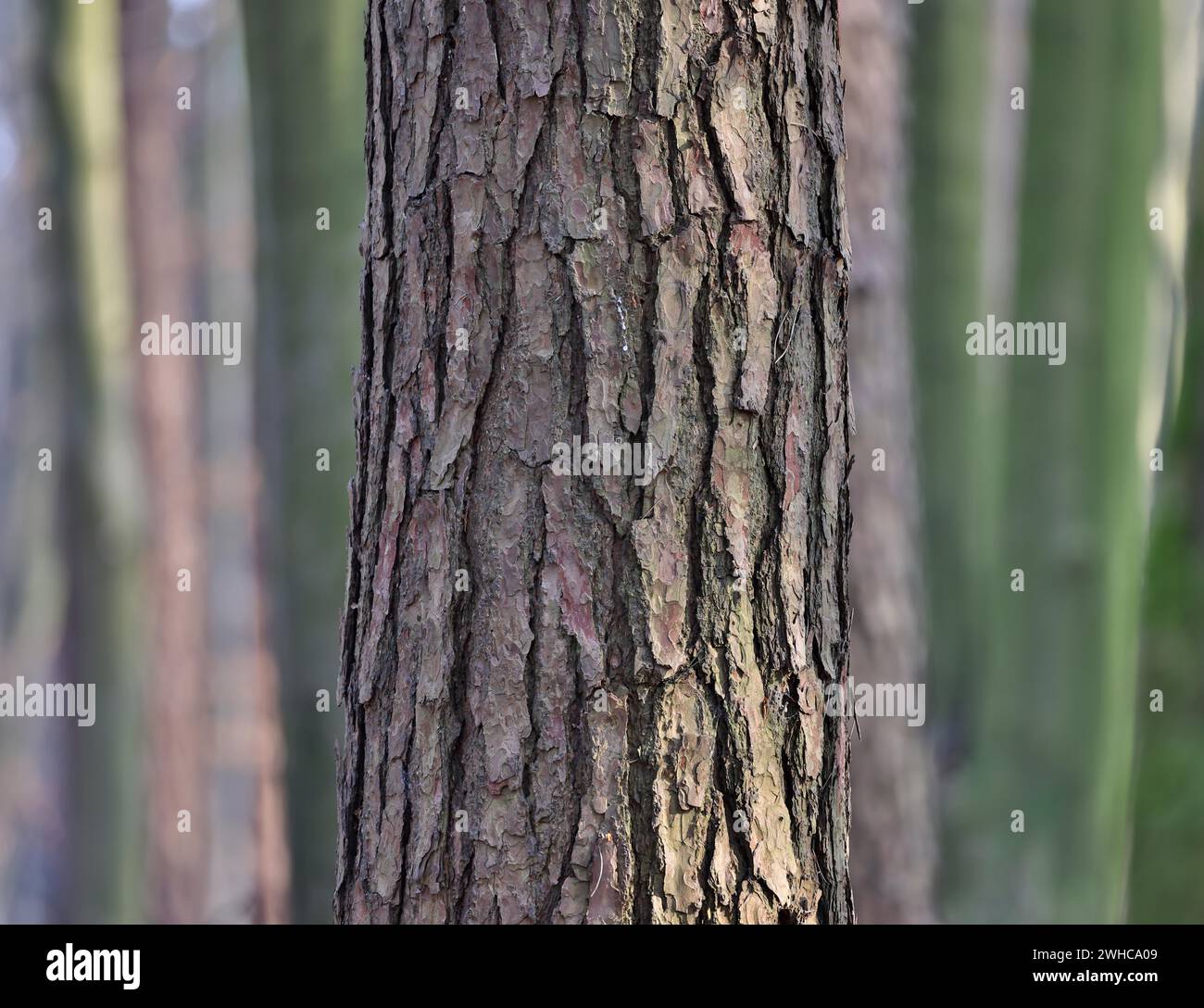 Scots pine (Pinus sylvestris) Detail of the trunk in front of other ...