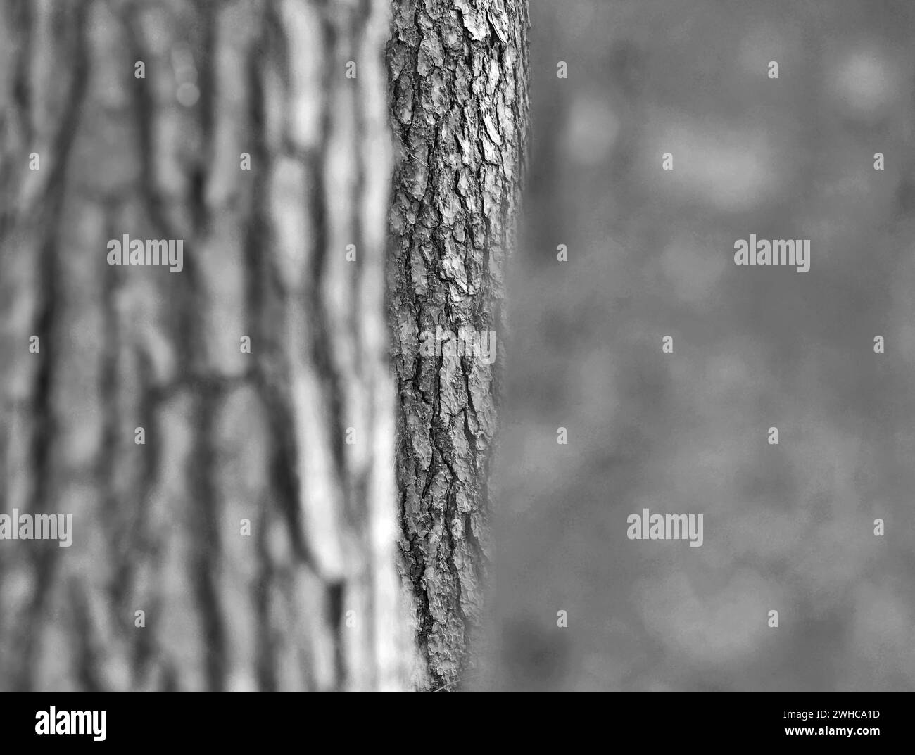 Different tree trunks Black and White Stock Photos & Images - Alamy
