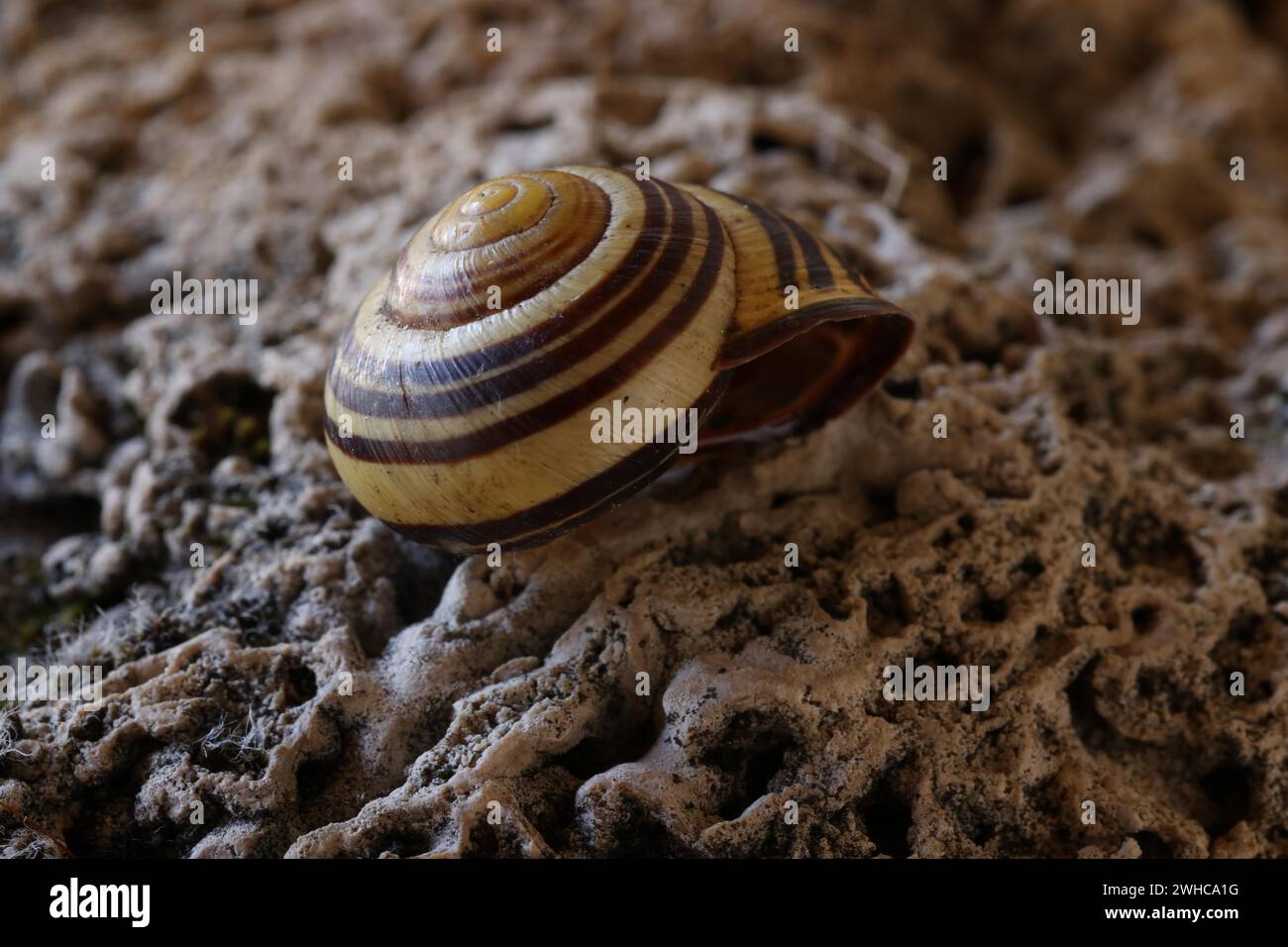 Small snail shell in shades of yellow and brown lies on a colour ...