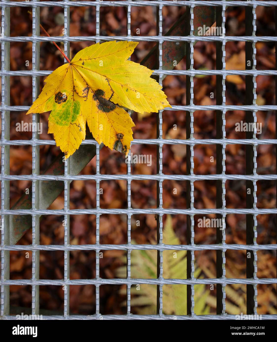 A yellow coloured maple leaf lies on a grey metal grid, Germany Stock ...