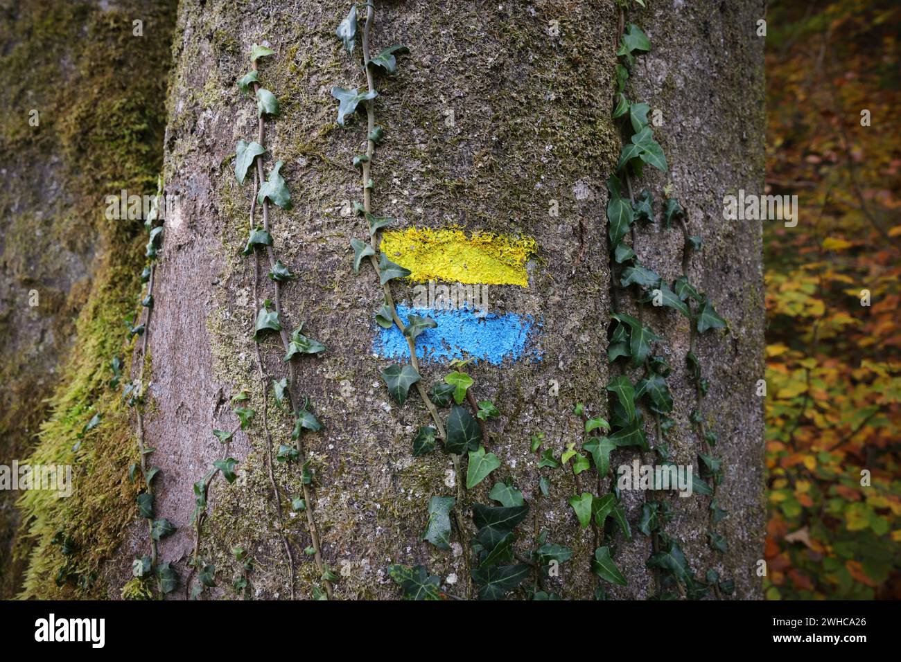 A yellow and blue hiking marker on a beech trunk overgrown with ivy in ...