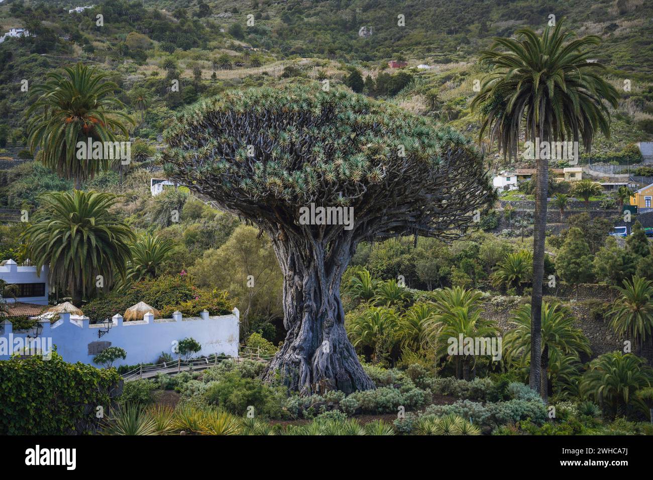 Spain famous drago in parque del drago symbol of tenerife hi-res stock ...