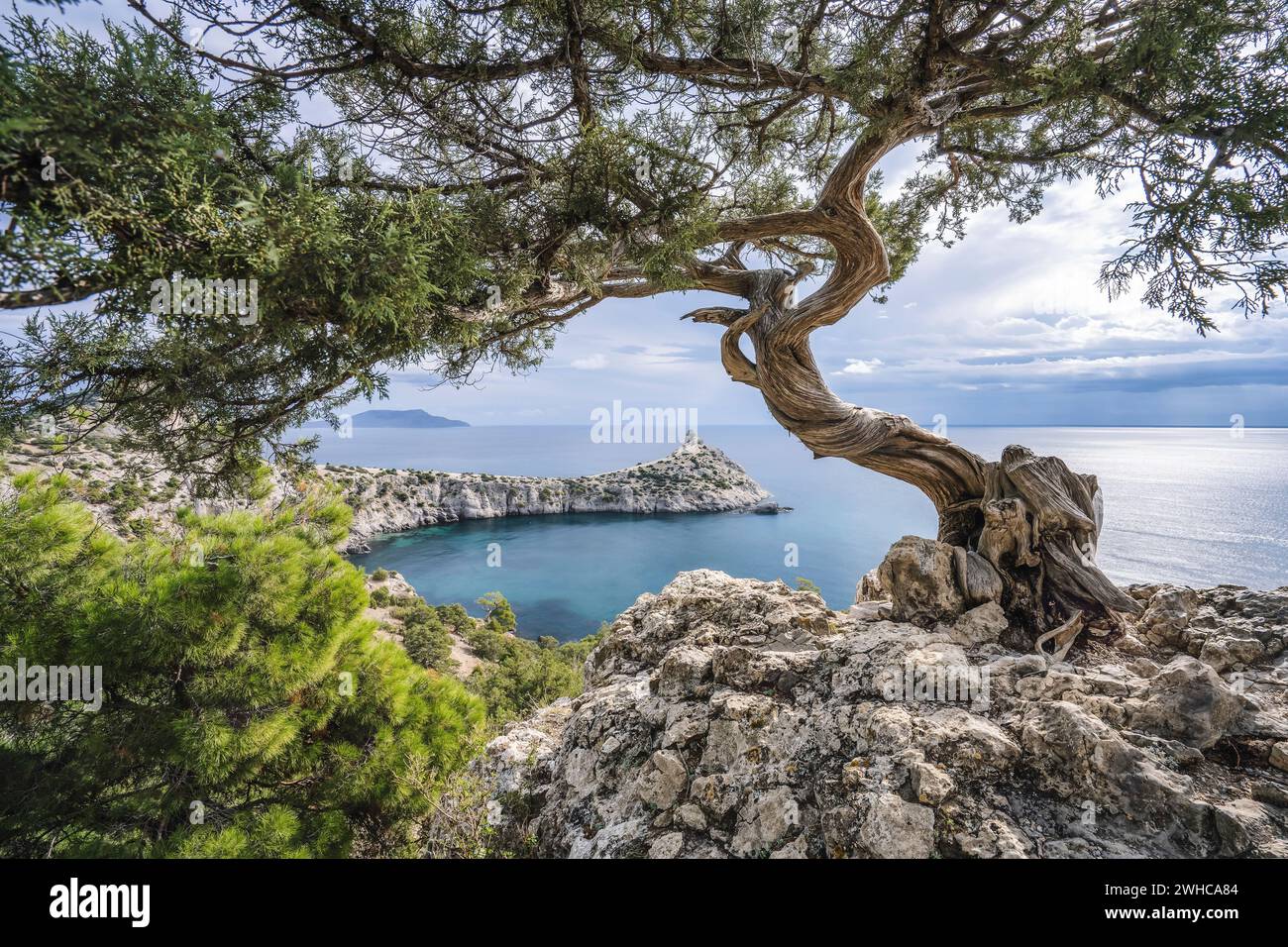 Pine tree and cape Kapchik in background. Beautiful landscape on black ...