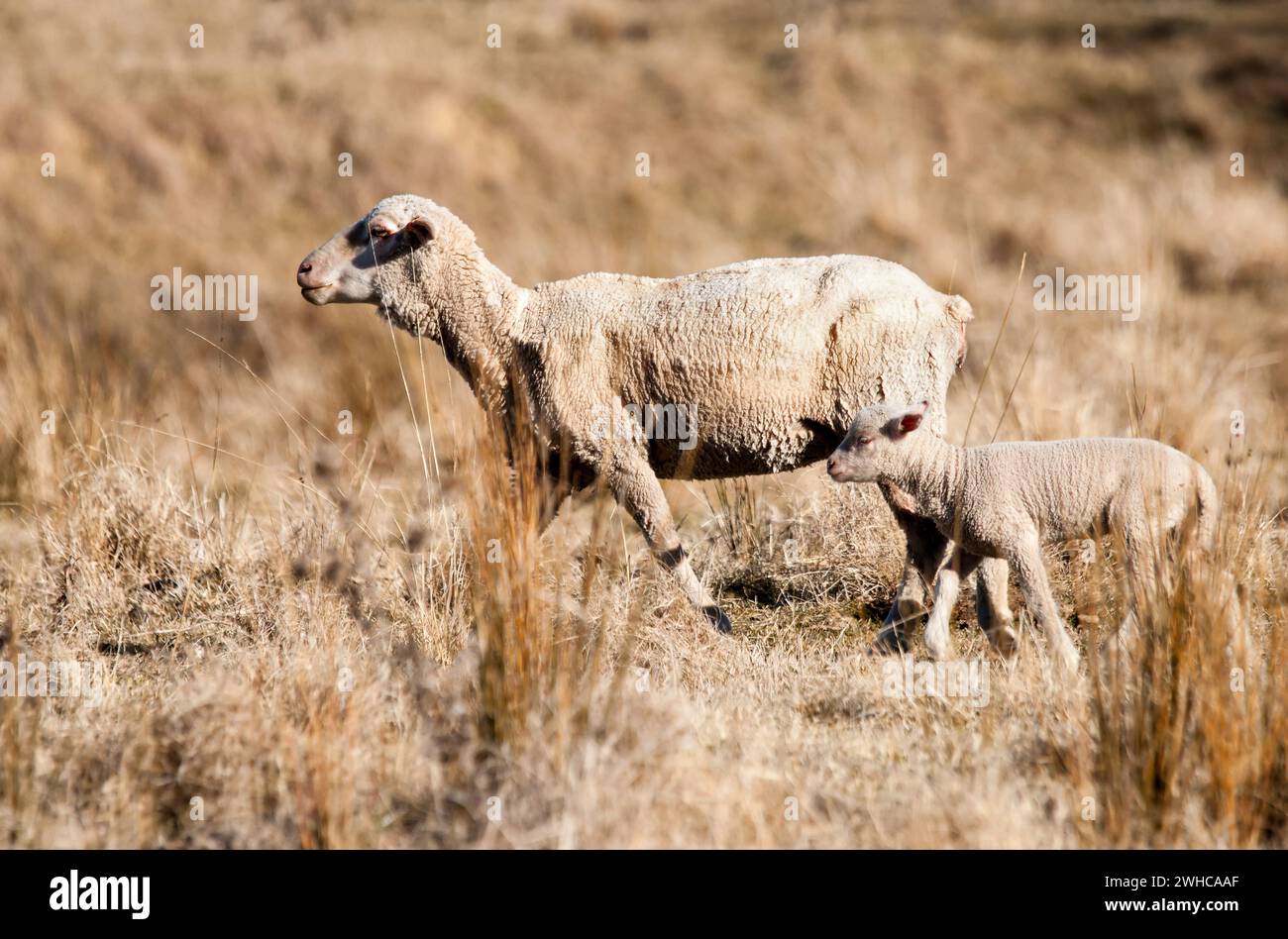 Australia drought sheep hi-res stock photography and images - Alamy