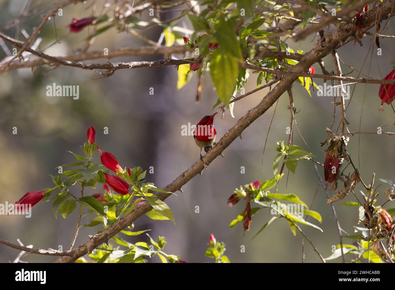 Crimson Sunbird, Aethopyga siparaja, Uttarakhand, India Stock Photo - Alamy
