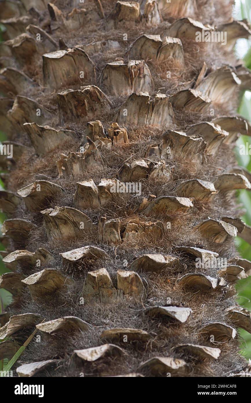 Trunk of a european fan palm (Chamaerops humilis), Close up, Botanical ...