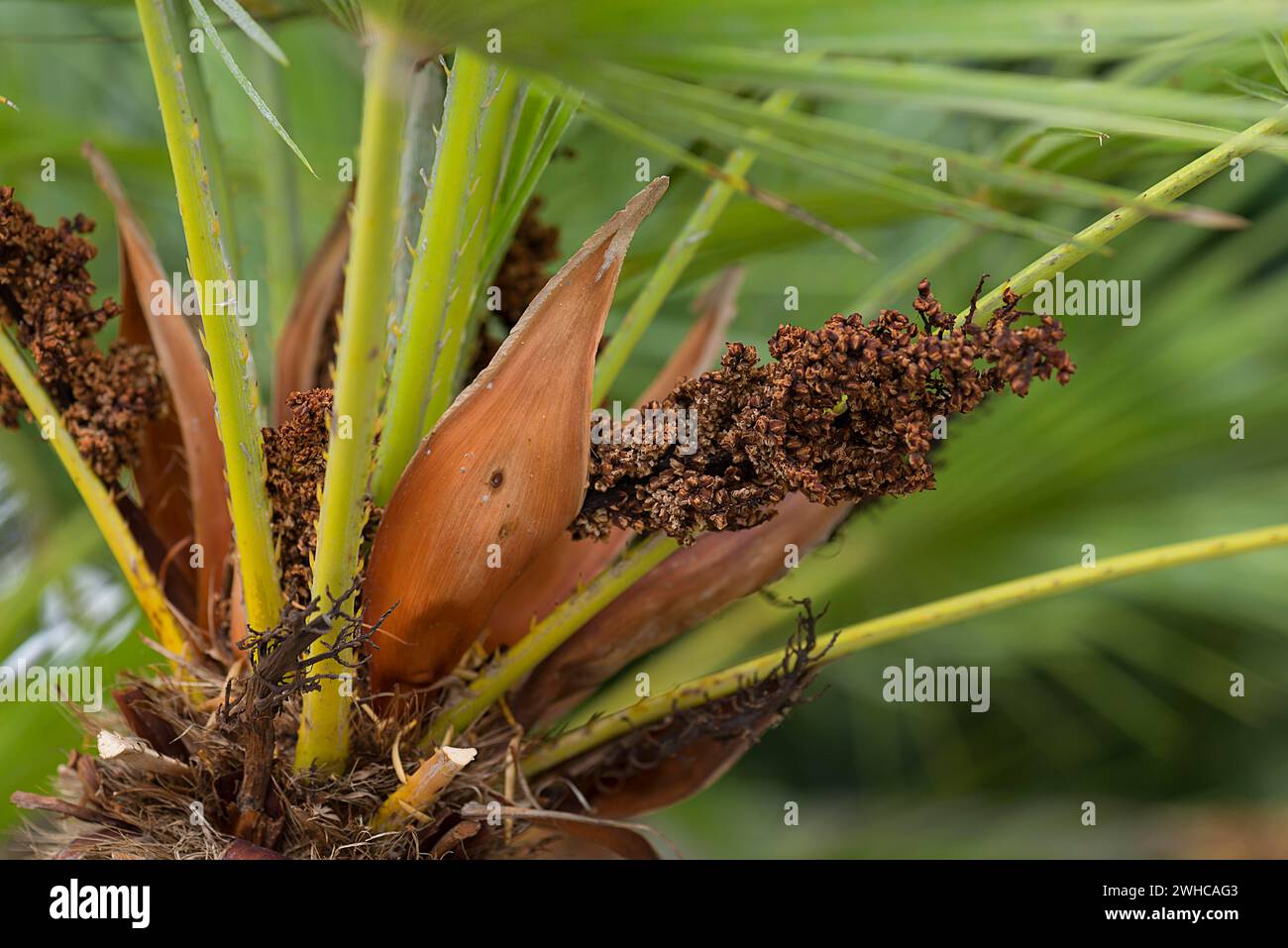 Palm tree flower hi-res stock photography and images - Alamy