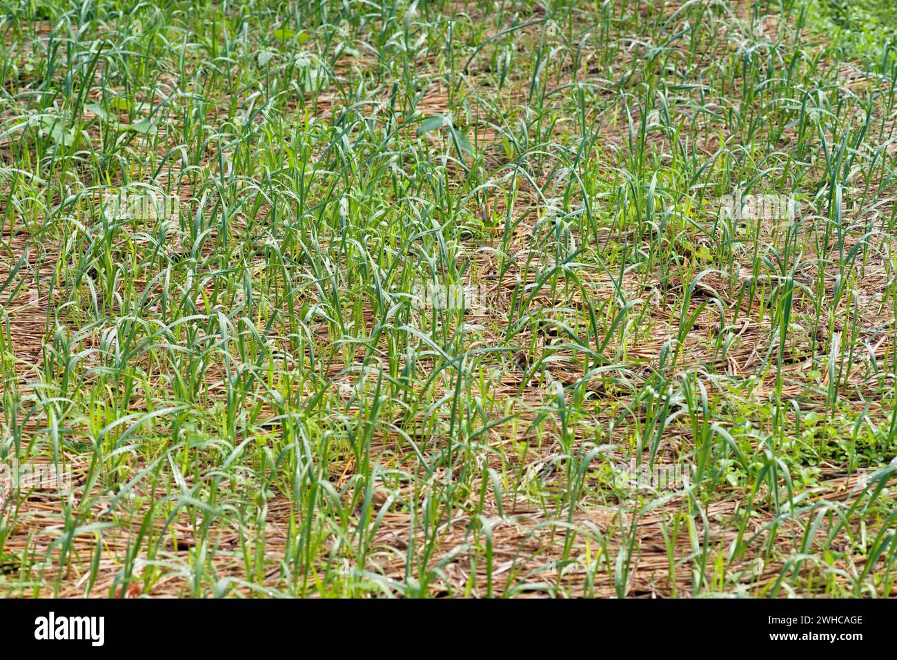 Organic vegetables growing Stock Photo - Alamy