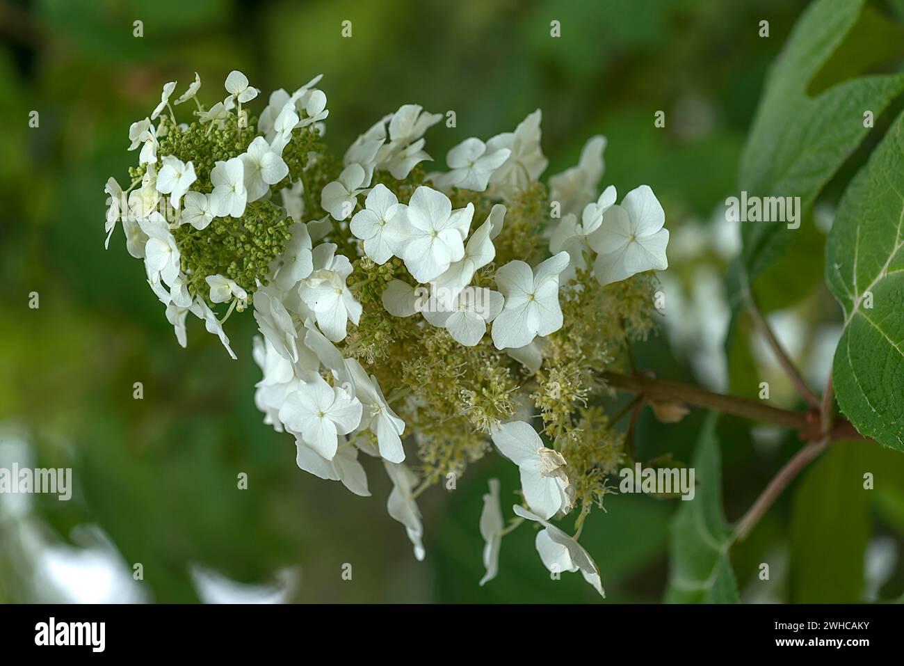 Blossom of an oakleaf hydrangea (Hydrangea quercifolia), Botanical ...