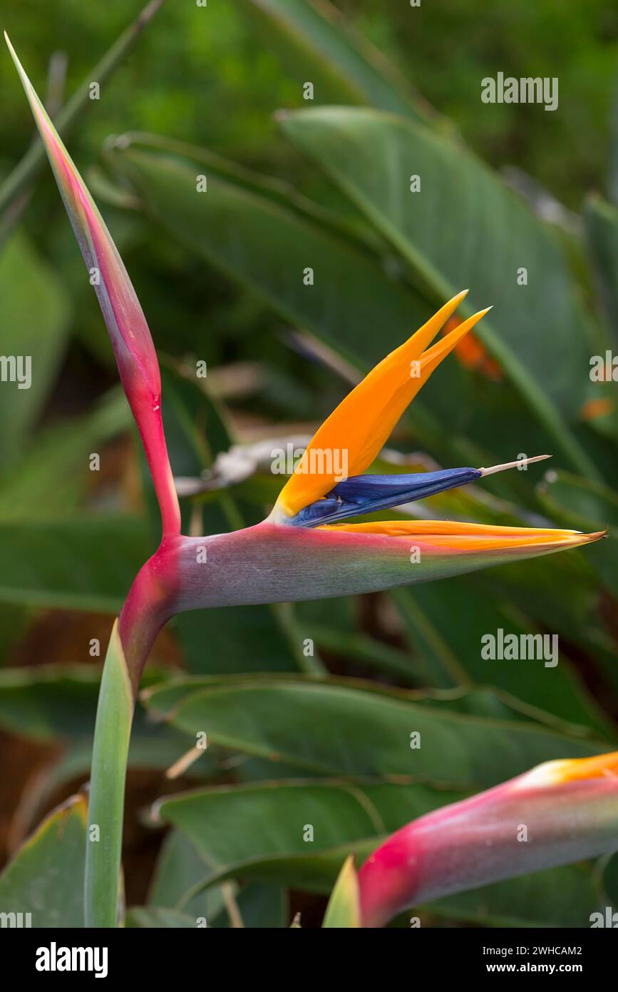 Flowering strelitzias (Strelitzia), Botanical Garden, Erlangen, Middle ...
