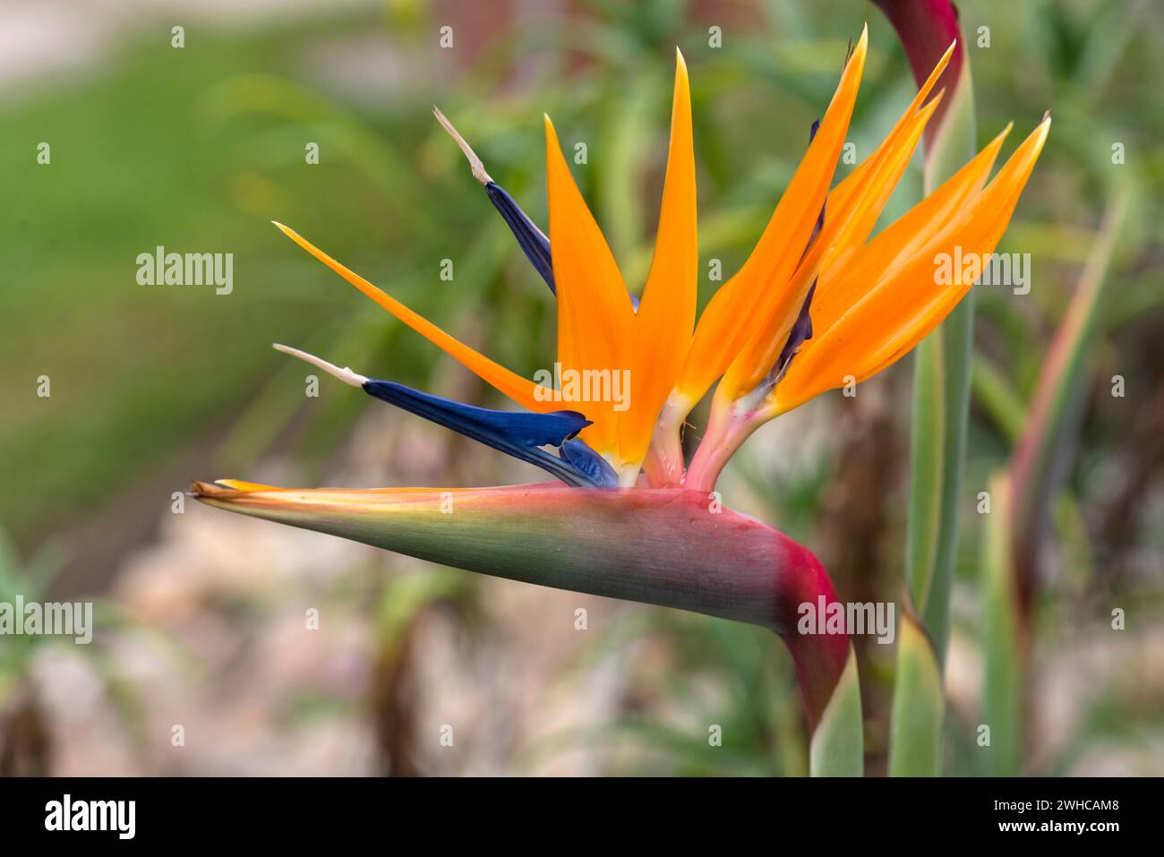 Flowering strelitzias (Strelitzia), Botanical Garden, Erlangen, Middle ...