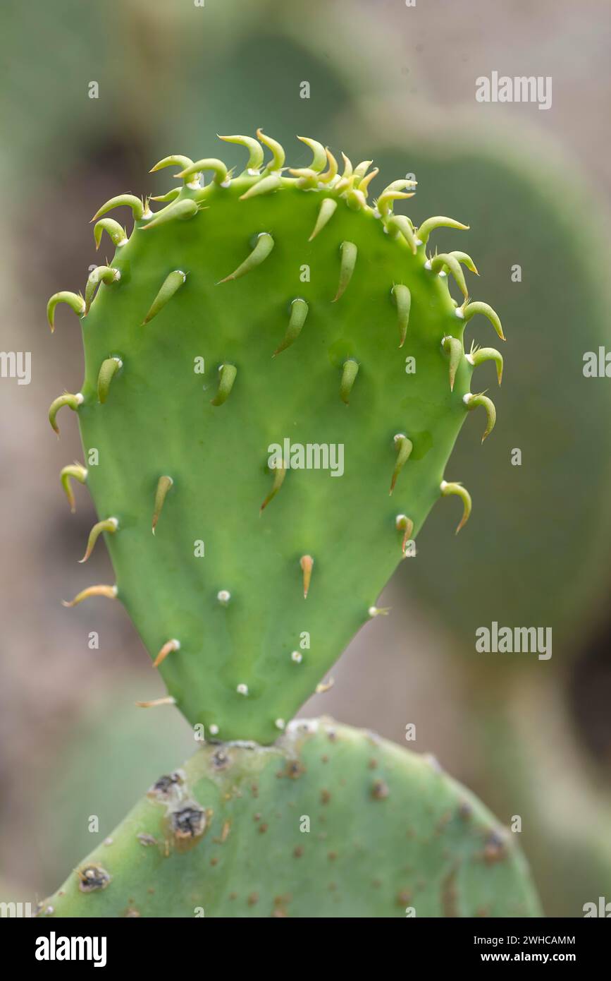 Leaf of a cactus pear (Opuntia ficus-indica), Botanical Garden ...