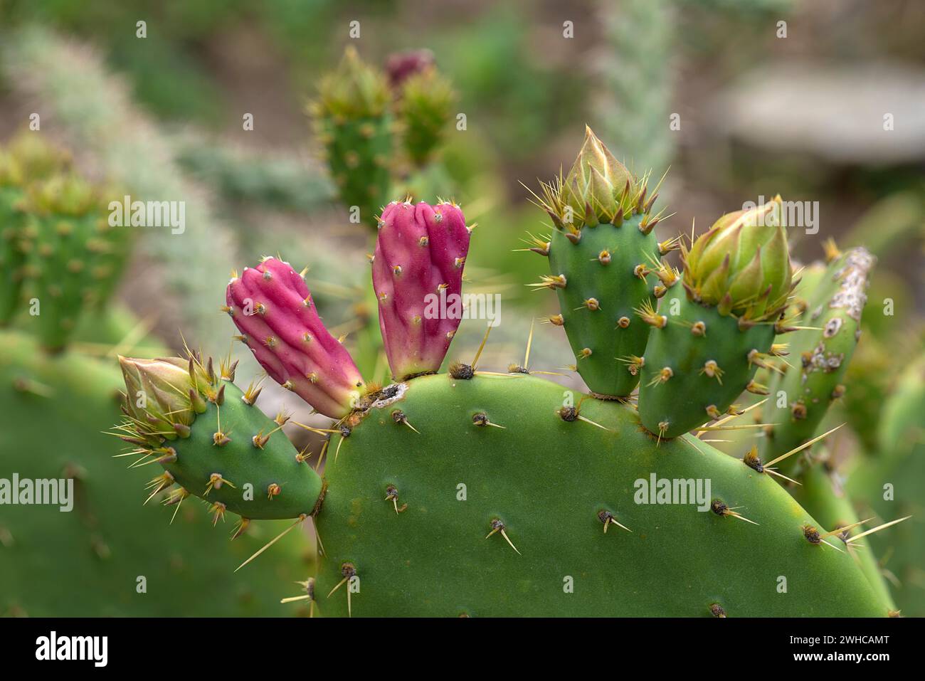 Fruits of the Mediterranean cactus (Ficus indica), Botanical Garden ...
