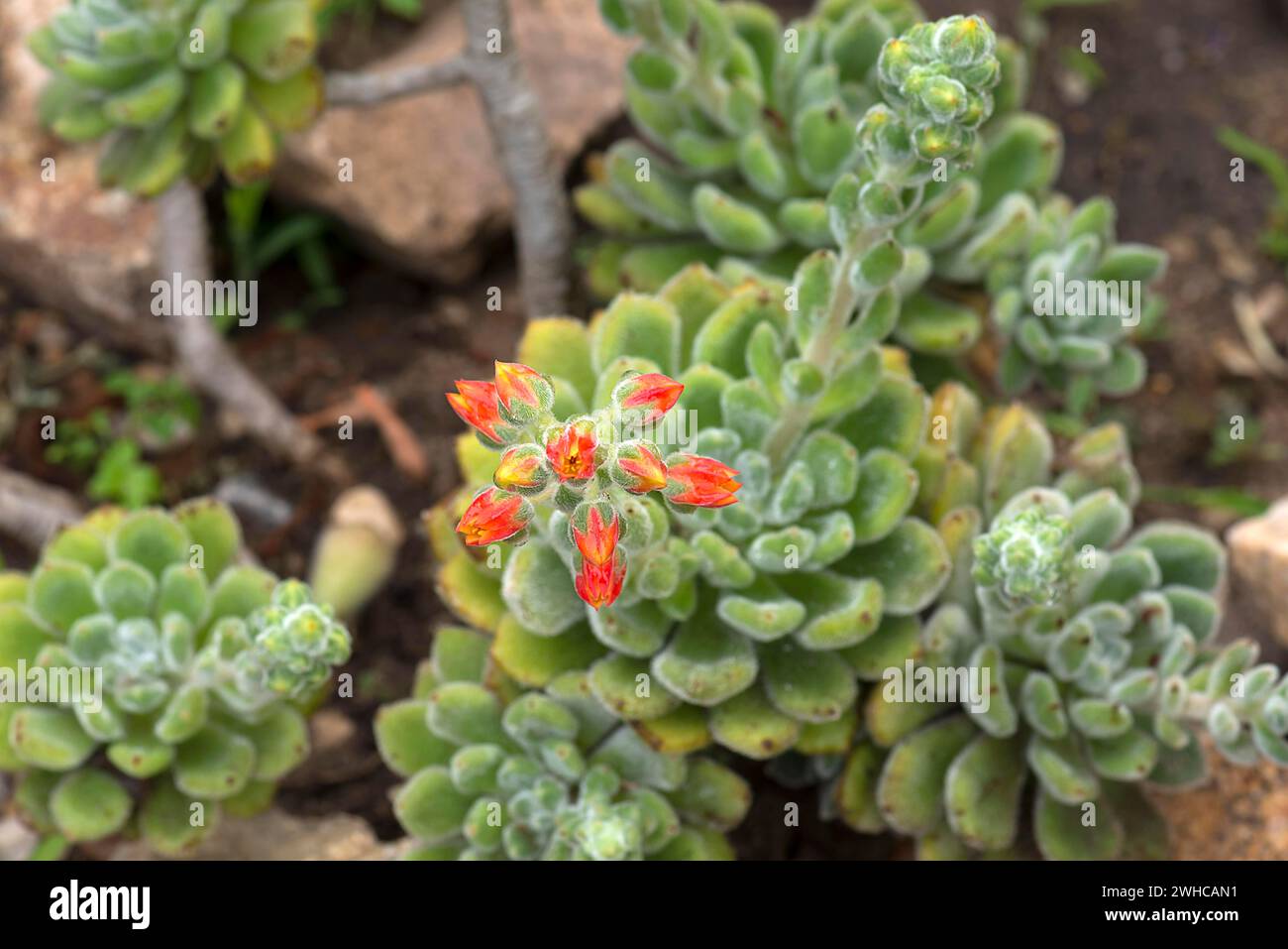 Echeveria (Leucotricha Purpus), Botanical Garden, Erlangen, Middle ...