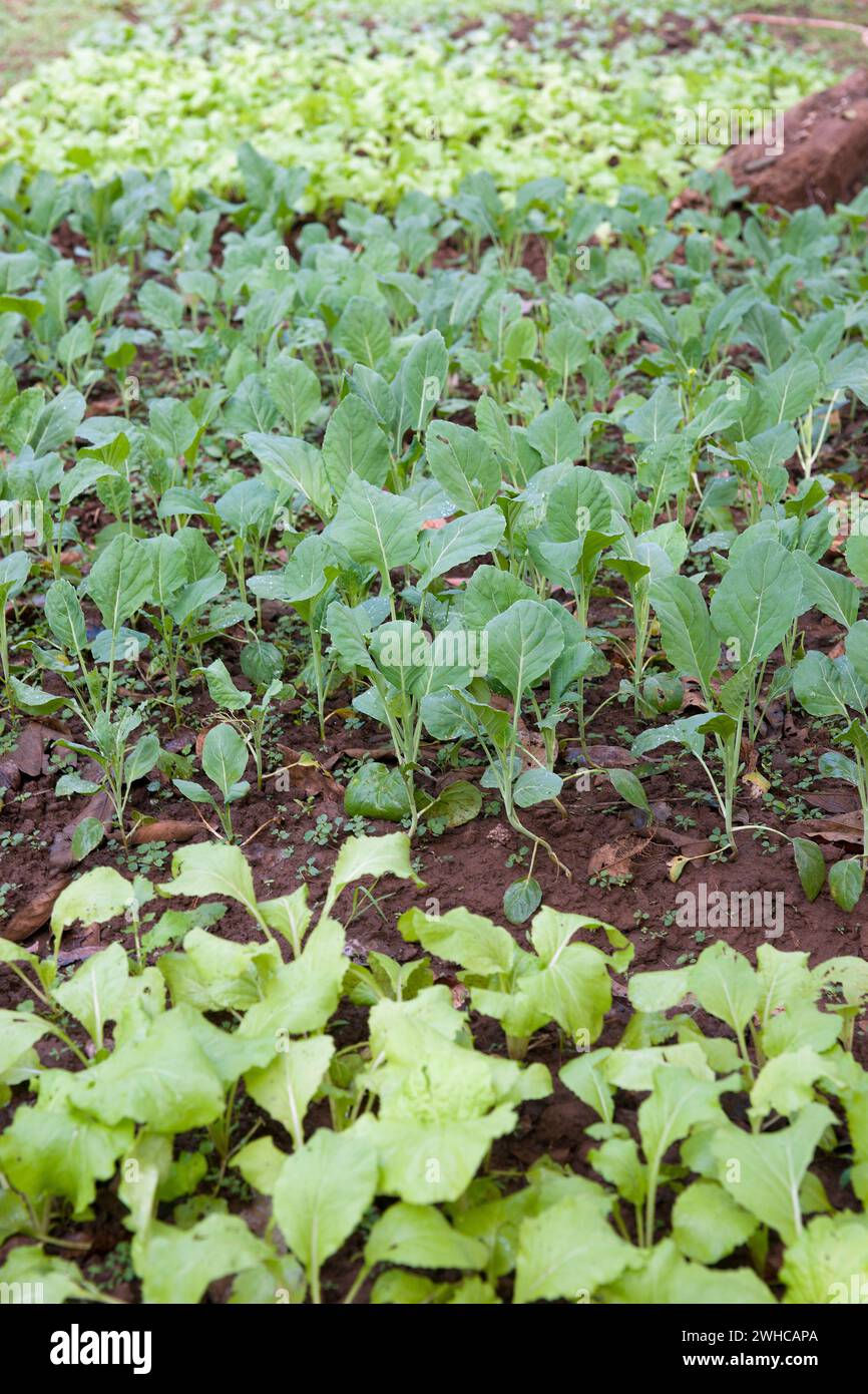 Vegetables growing hi-res stock photography and images - Alamy
