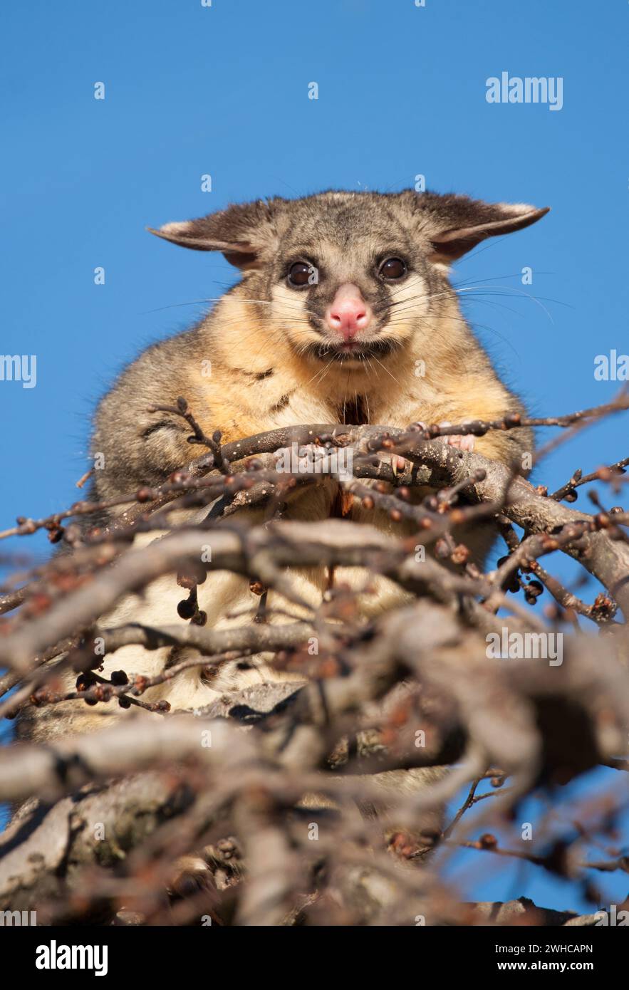 Brush tail possum in tree Stock Photo - Alamy