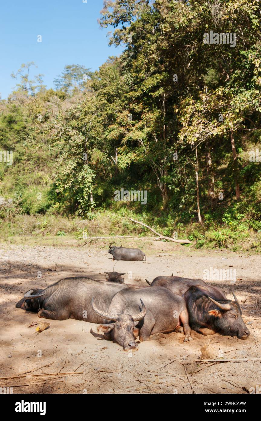 Sleeping water buffalo Stock Photo - Alamy