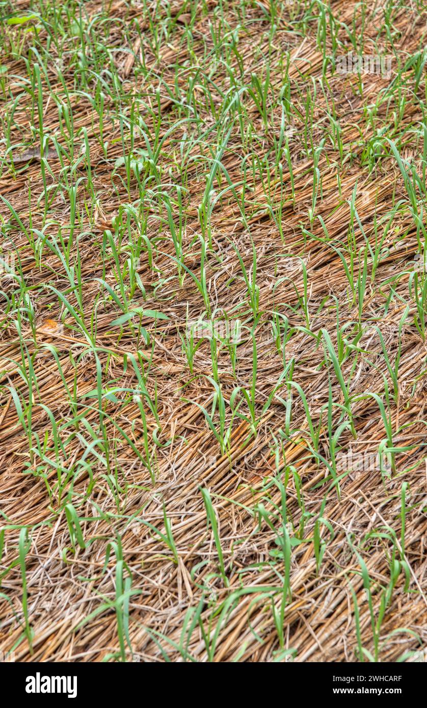 Homestead agriculture hi-res stock photography and images - Alamy