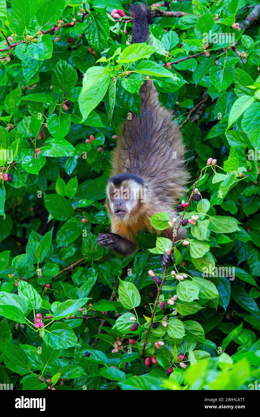 Crested capuchin (Cebus apella) Pantanal Brazil Stock Photo - Alamy