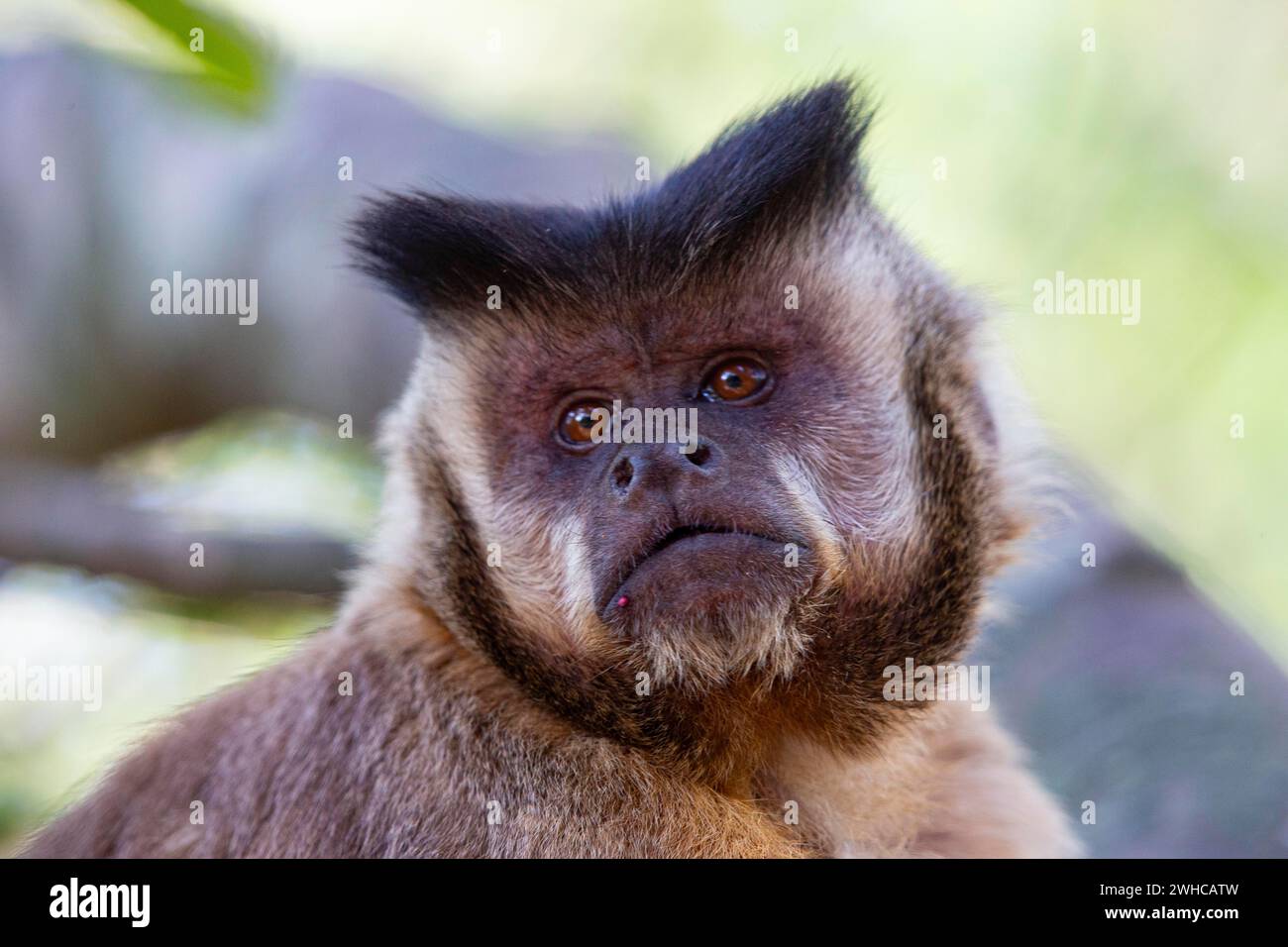 Crested capuchin (Cebus apella) Pantanal Brazil Stock Photo - Alamy