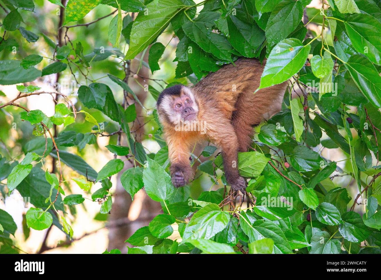 Crested capuchin (Cebus apella) Pantanal Brazil Stock Photo - Alamy