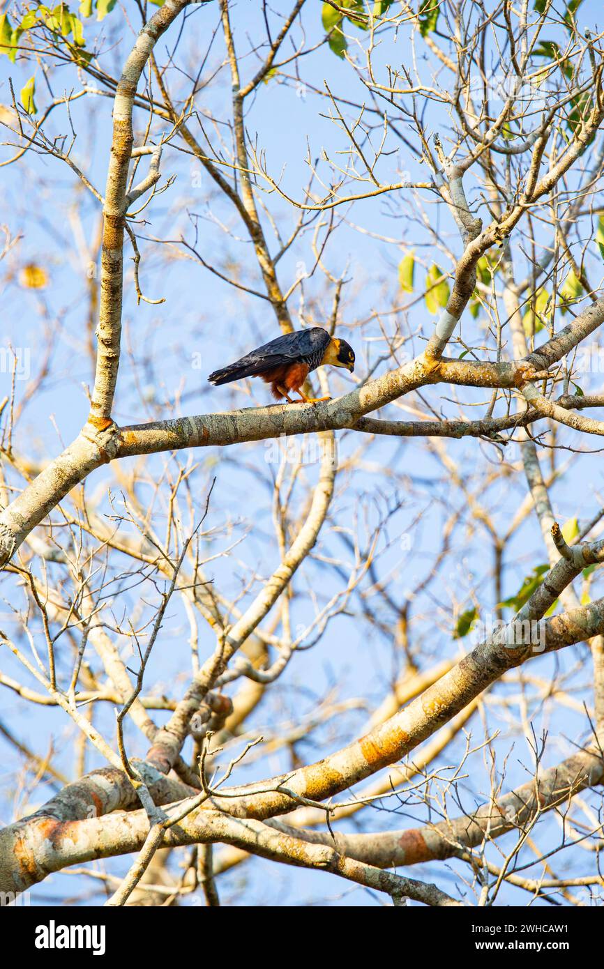 Bat Falcon (Falco rufigularis) Pantanal Brazil Stock Photo - Alamy