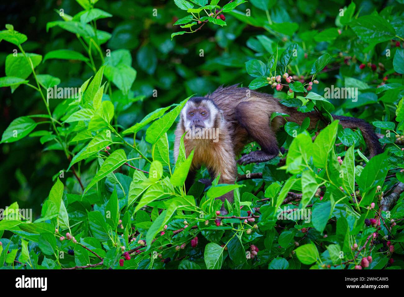 Crested capuchin (Cebus apella) Pantanal Brazil Stock Photo - Alamy