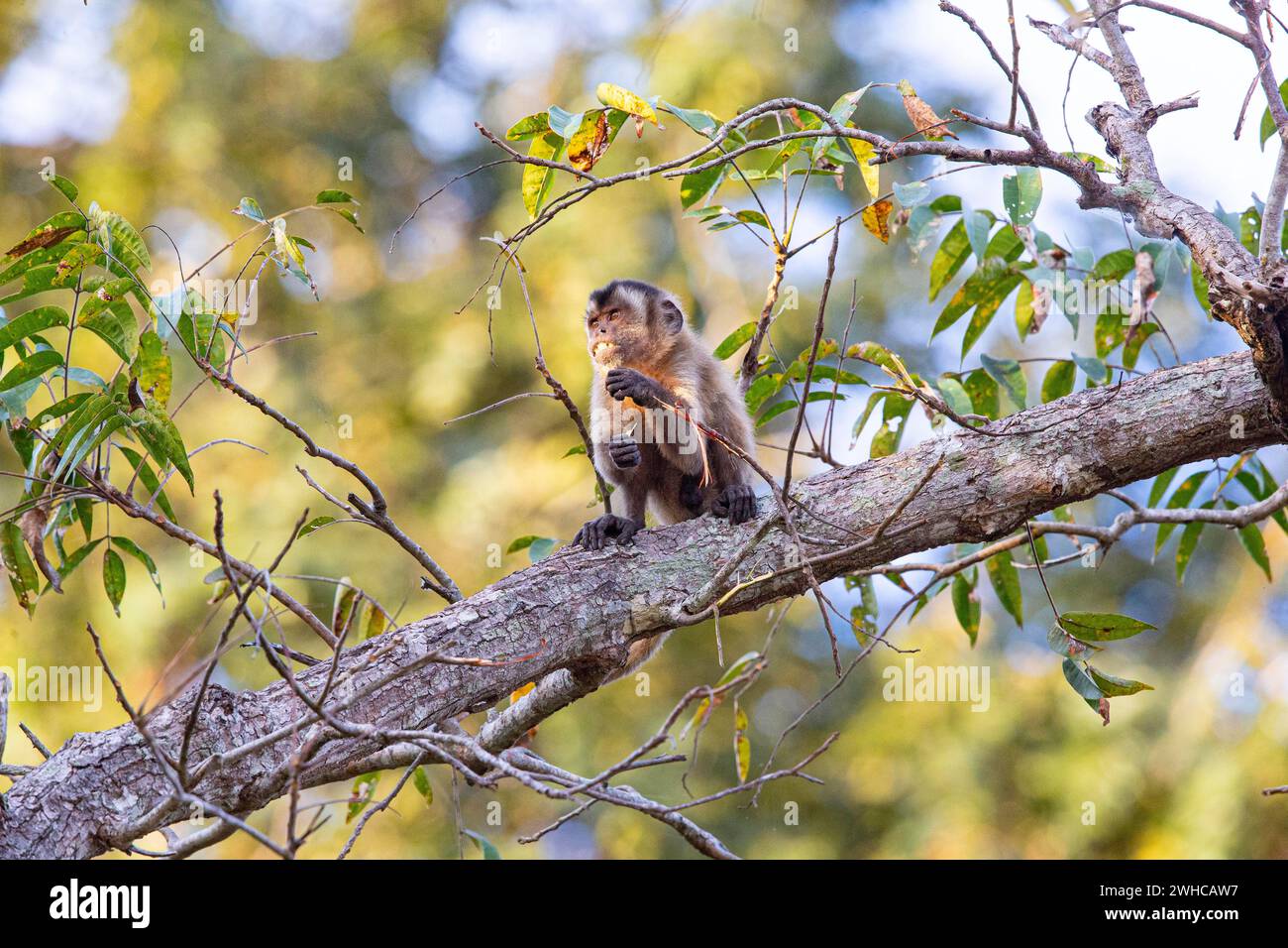 Crested capuchin (Cebus apella) Pantanal Brazil Stock Photo - Alamy
