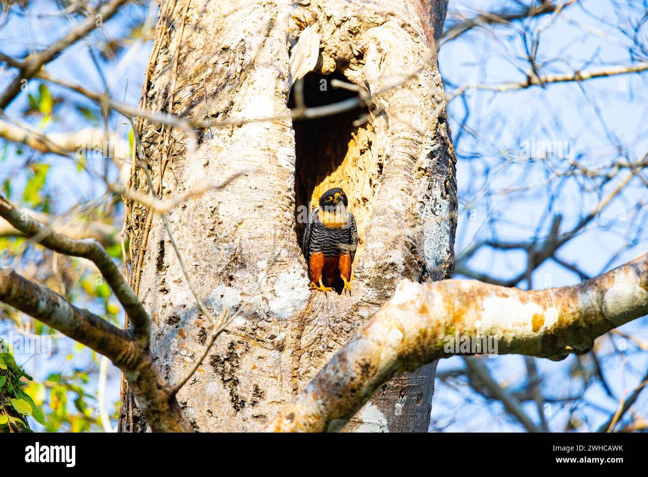 Bat Falcon (Falco rufigularis) Pantanal Brazil Stock Photo - Alamy