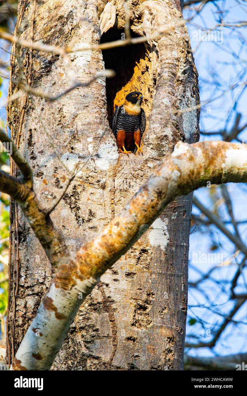 Bat Falcon (Falco rufigularis) Pantanal Brazil Stock Photo - Alamy