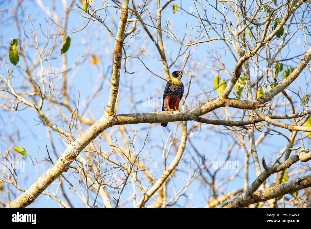 Bat Falcon (Falco rufigularis) Pantanal Brazil Stock Photo - Alamy