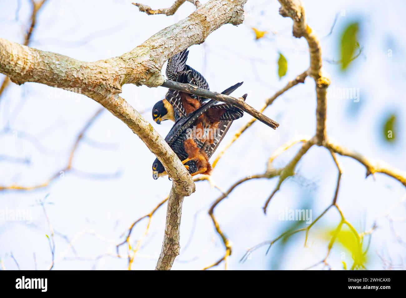 Bat Falcon (Falco rufigularis) Pantanal Brazil Stock Photo - Alamy