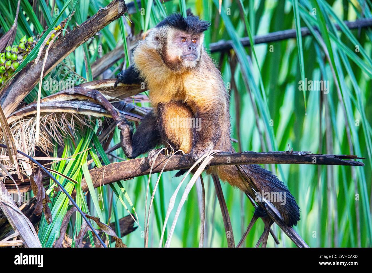 Crested capuchin (Cebus apella) Pantanal Brazil Stock Photo - Alamy