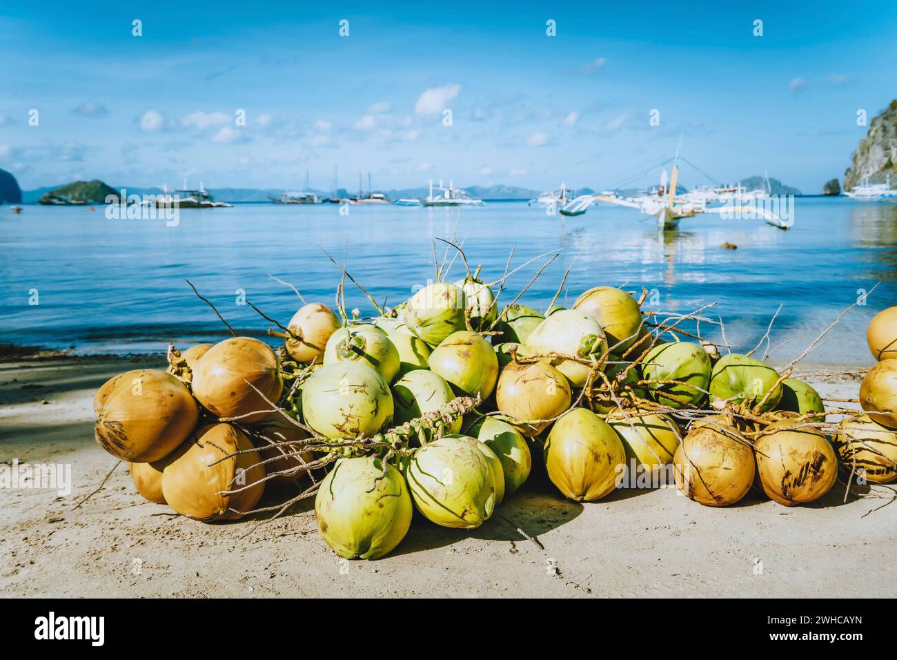 Branch of fresh coconut fruits on the corong beach in El Nido, Palawan ...