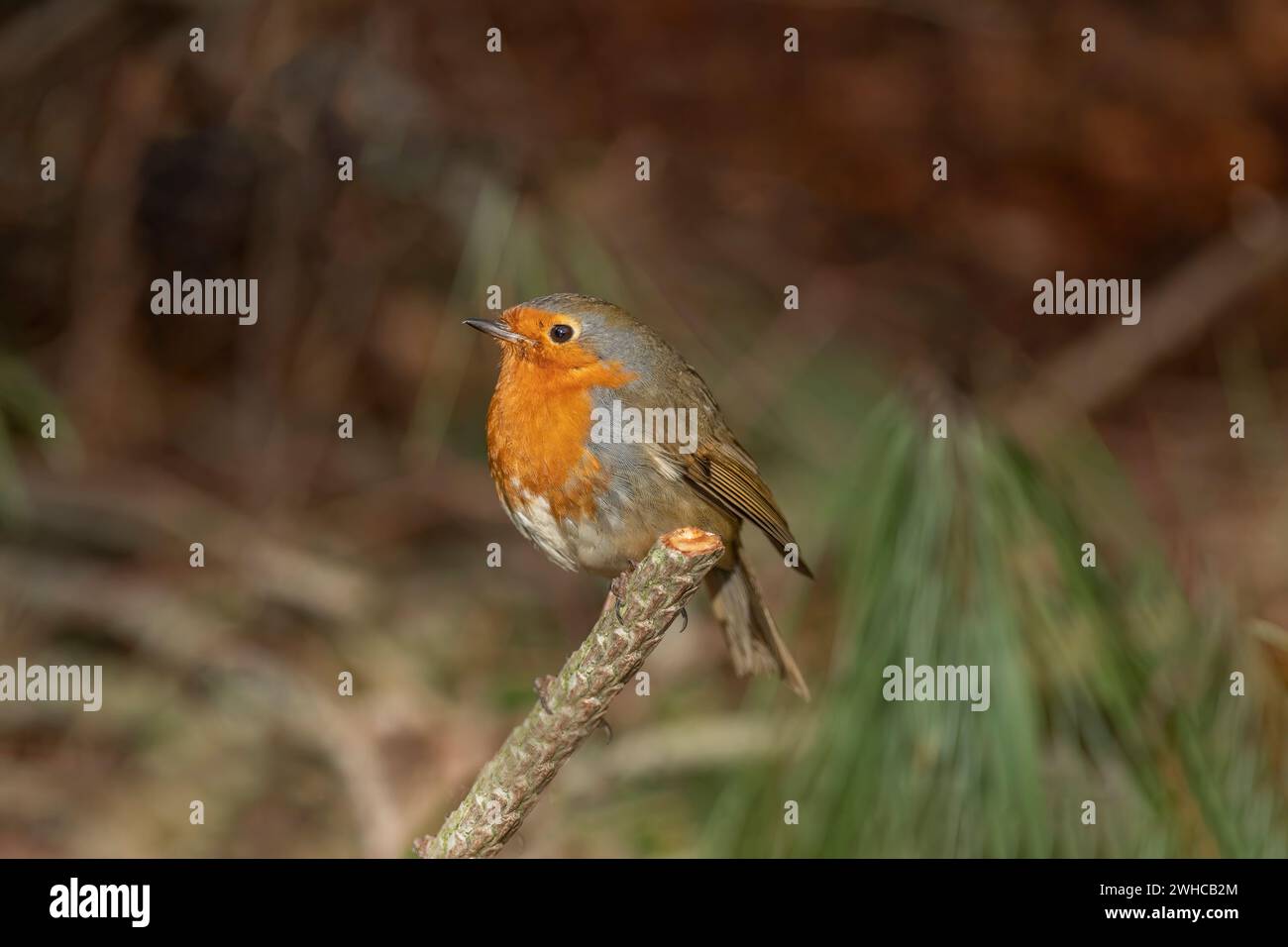 Robin in trees hi-res stock photography and images - Alamy