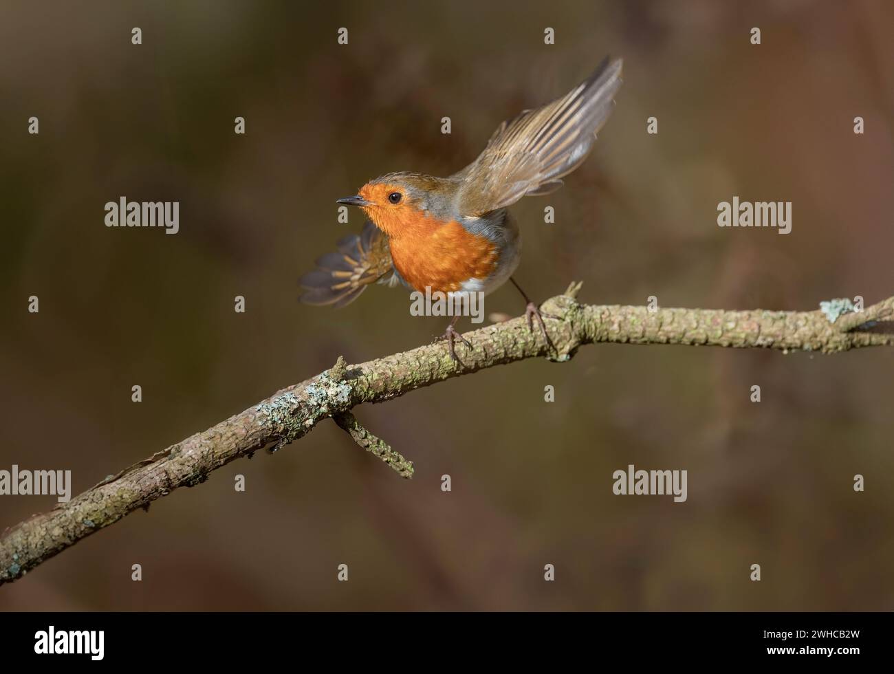Robin, flying from a branch, close up, in a forest, in Scotland Stock ...