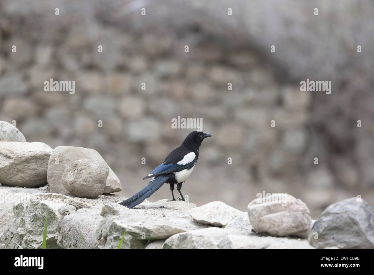Eurasian Magpie, Pica pica, Ladakh, Jammu Kashmir, India Stock Photo ...