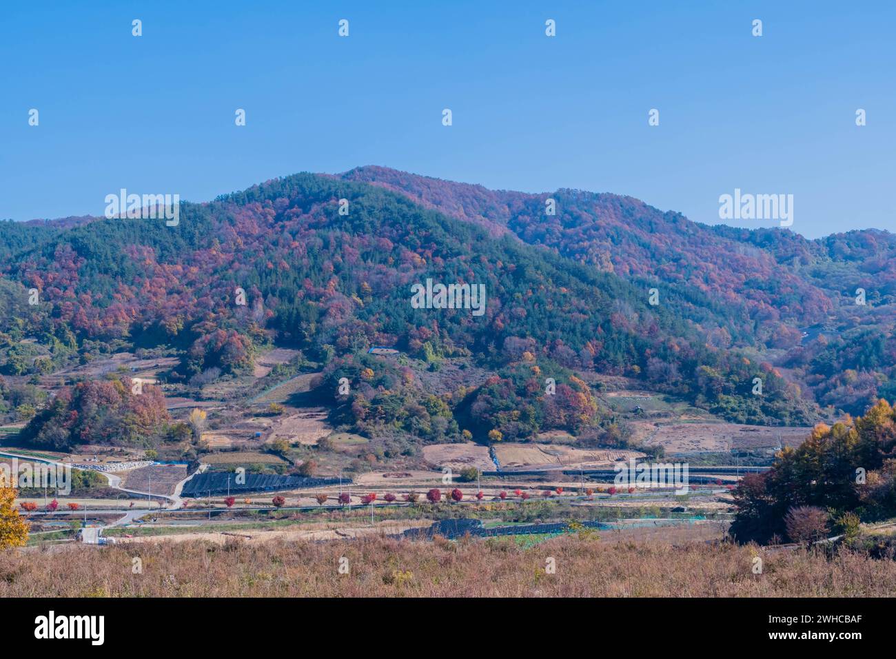 Landscape of ginseng growing in valley below mountainside covered with ...