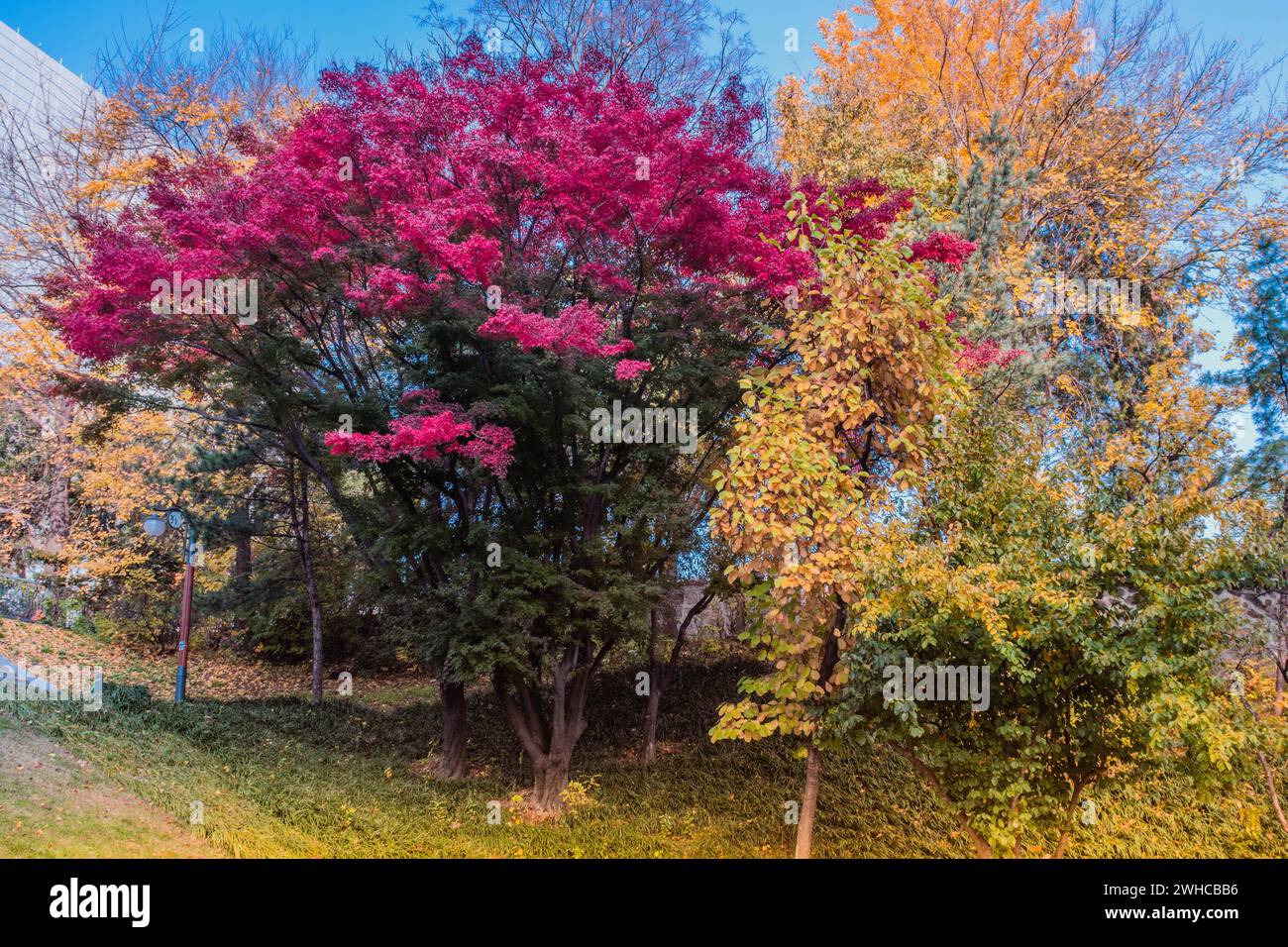 Tree with vibrant red leaves on a small hill in urban park with ...