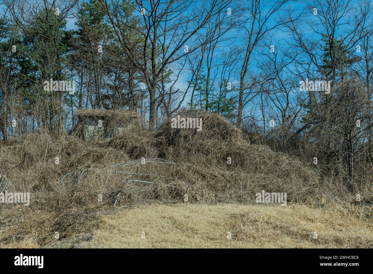 Small wooden shack covered with overgrown vines in grove of trees Stock Photo - Alamy