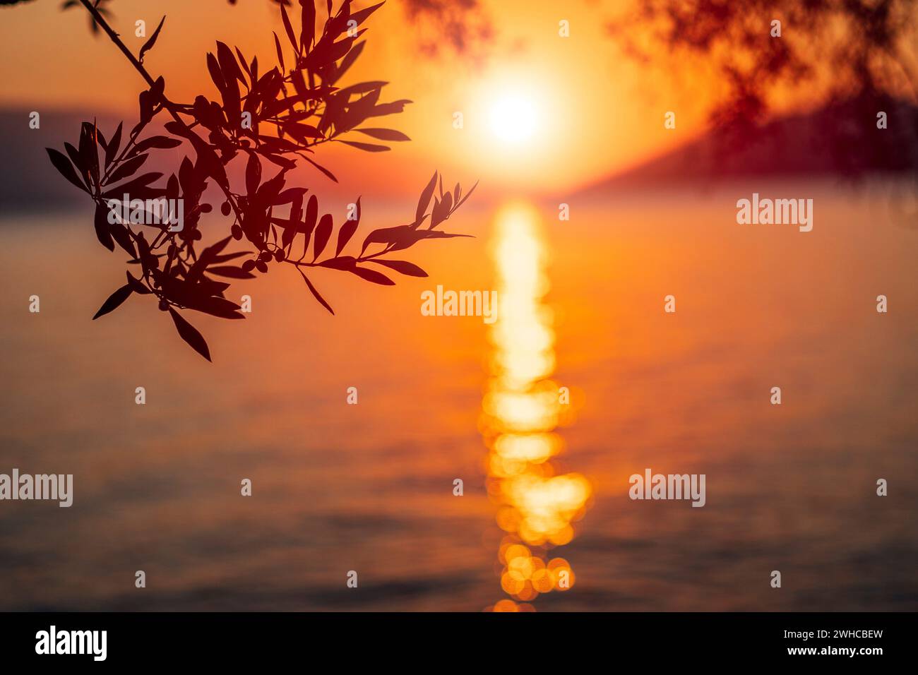 Silhouette olive tree branch in morning warm sunrise light. Sun shape ...