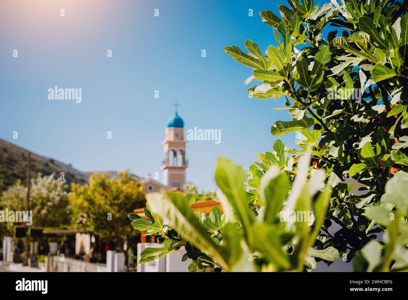 Fig tree foliage with local church tower and blue sky in background ...