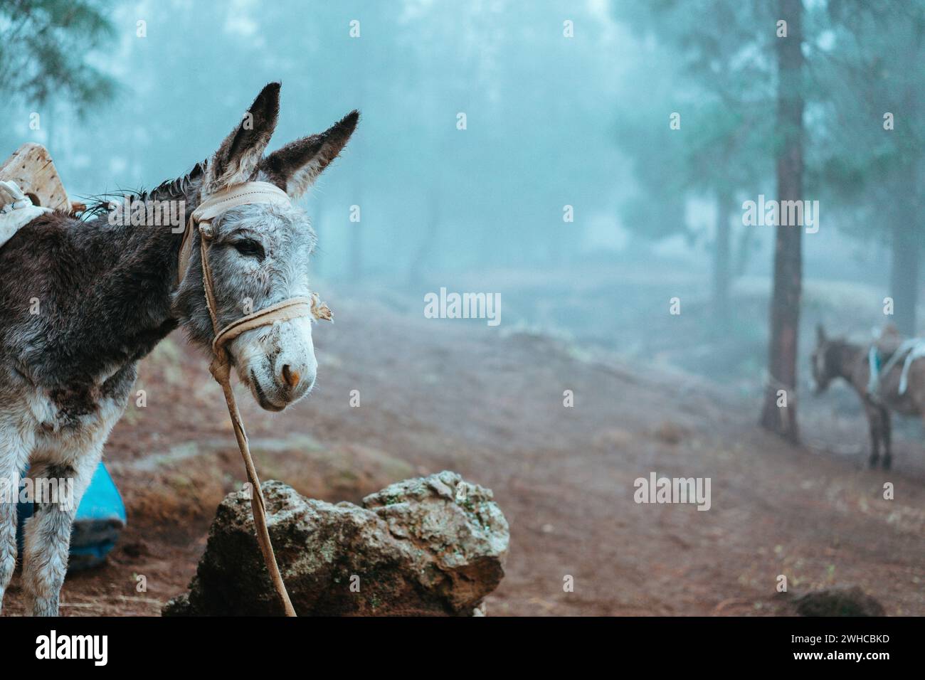 Donkey standing sideways near the pine forest on early misty morning ...